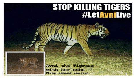Avni The Tigress And Her Cubs Uncovering The Truth Kate On Conservation