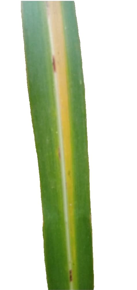 Sugarcane Disease Ds Yolov11 Classification Dataset By Plant Disease Detection