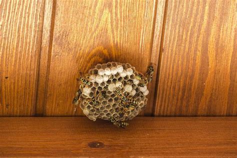 The Most Common Signs Of Wasp Infestation Elements Magazine