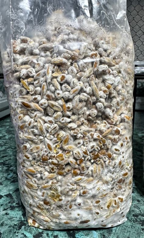 Fully Colonized Grain Spawn Bags Etsy Uk