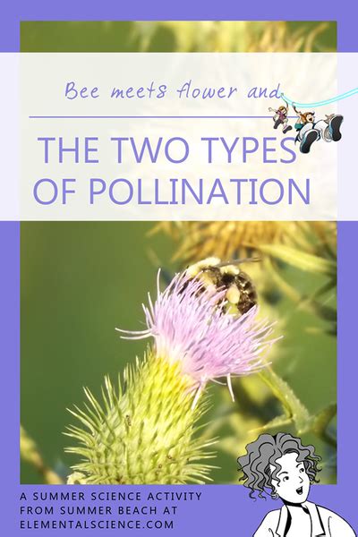 Bee Meets Flower Is Not The Only Way To Pollinate Here Are The Two Types Of Pollination Artofit