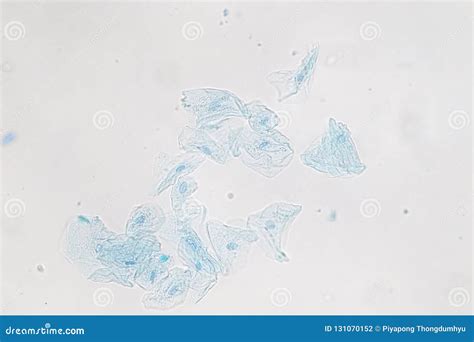 Squamous Epithelial Cell Cell Structure Of Human Under Microscope View