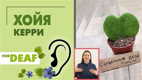 Комнатное растение Хойя Керри { СУРДОПЕРЕВОД } зеленая "Валентинка ...