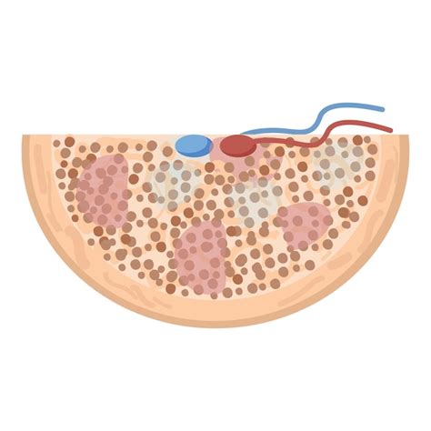 premium vector crosssection of human skin illustration