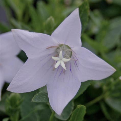 Platycodon Grandiflorus Fairy Snow Balloon Flower From Sandys Plants