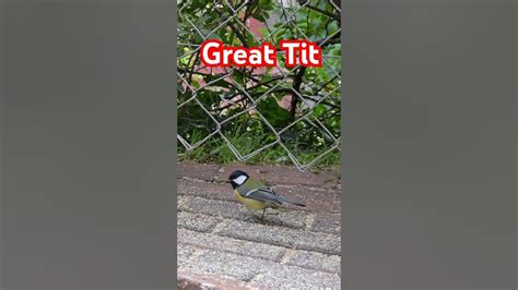 Great Tit Grabbing A Snack From The Ground Youtube