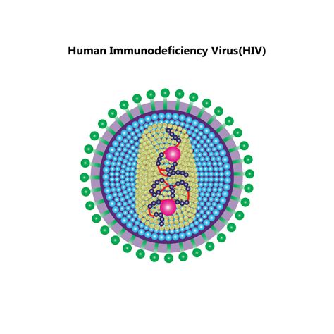 Hiv Virus Structure Viral Infection Hiv Aids Sexually Transmitted