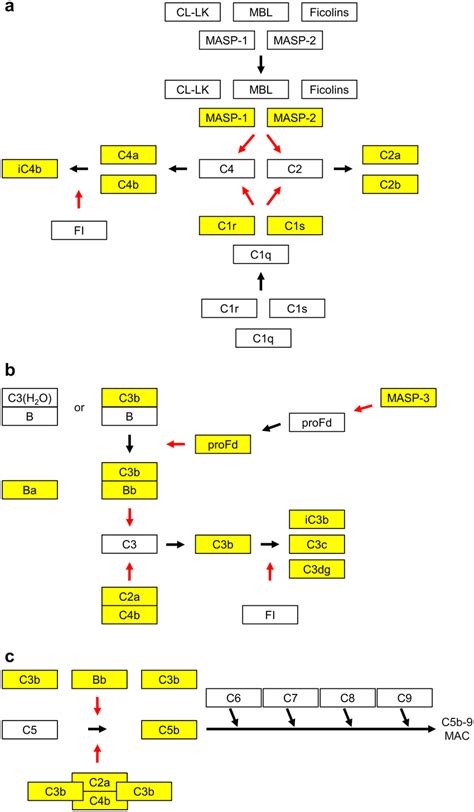 Overview Of The Complement System A Proteolytic System Activated In Download Scientific