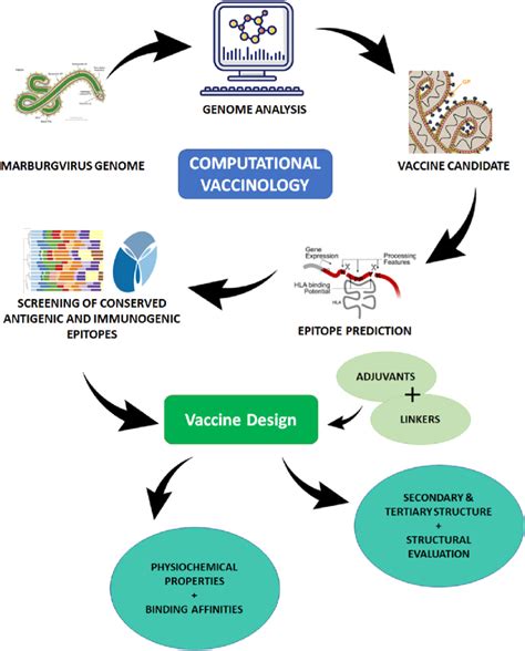 flow diagram of computational vaccinology adapted to design vaccine download scientific diagram