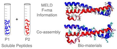 自组装肽的分子建模 Acs Applied Bio Materials X Mol