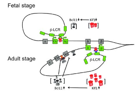 Current Hemoglobin Switching Model Globin Gene Activation Is Dependent Download Scientific