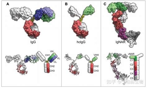 单域抗体文库构建 知乎