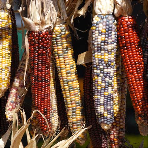 Glass Gem Cherokee Indian Corn Taste At Priscilla Scott Blog