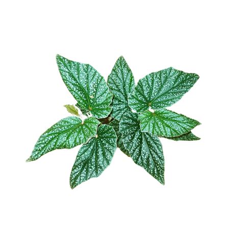 Begonia Snow Capped — Cactus En Ligne