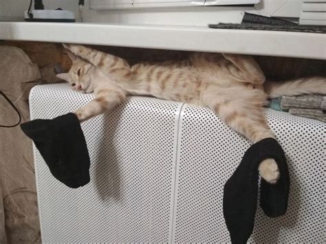 кот смешные картинки и другие приколы комиксы гиф анимация видео лучший интеллектуальный юмор