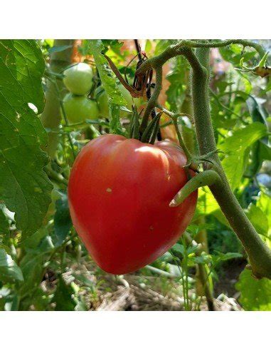 Tomate Criollo Corazón De Buey