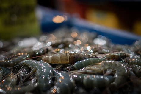 大虾 海鲜 虾 Pixabay上的免费照片