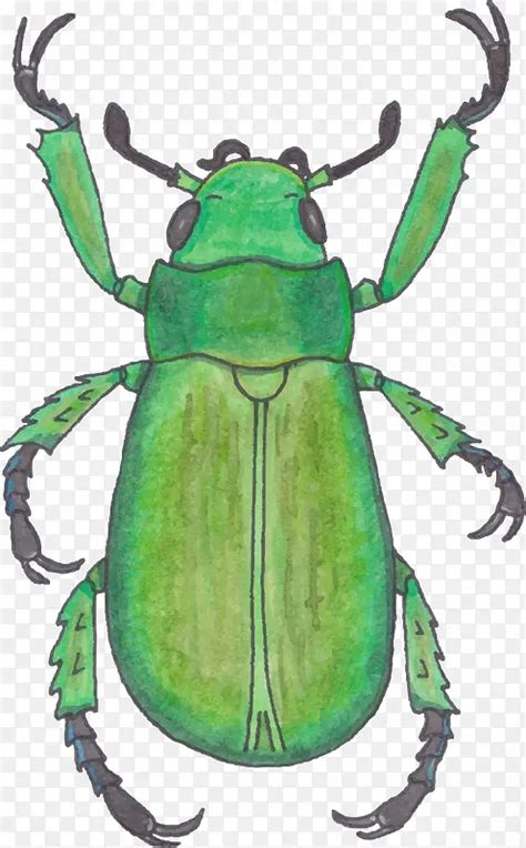 手绘甲壳虫png图片素材下载图片编号9405484 Png素材网