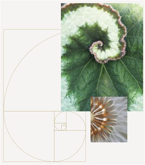 Fibonacci Plants Flowers Dandelion