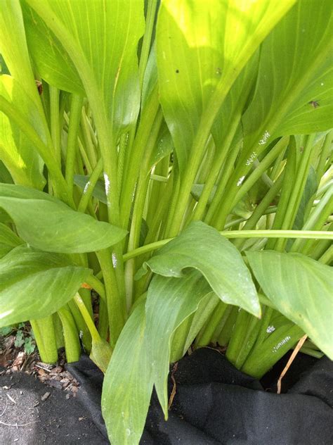 White Mold Planters Place