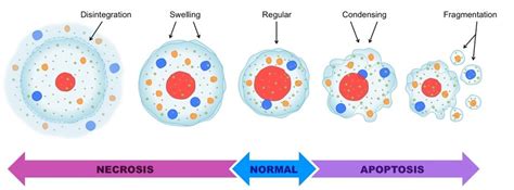 Apoptosis Definition Pathways Assay Examples Vs Necrosis