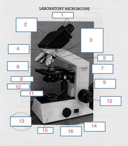 Anatomy And Physiology Lab 2 Microscope Cytology Flashcards Quizlet