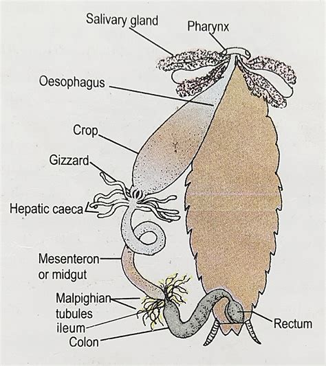 Digestive System Of Cockroach Class 11