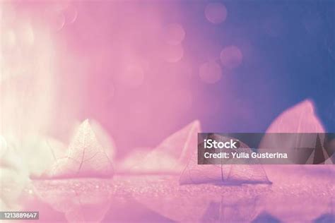 투명한 해골은 아름다운 보케와 물 방울로 분홍색 파란색 배경에 나뭇잎 자연의 부드러운 추상 매크로 선택적이고 매우 부드러운 초점 말린 식물에 대한 스톡 사진 및 기타 이미지