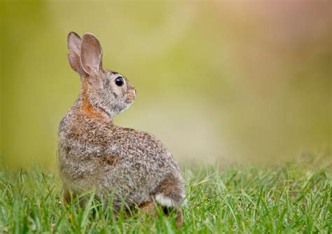 Wild Life Animals Portrait Photos Download The Best Free Wild Life