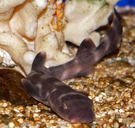 Coral Catshark Atelomycterus Marmoratus