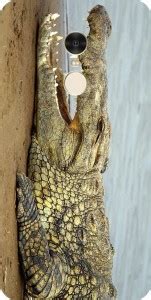 Pixelcare Back Cover For Mi Redmi Note 4 Pixelcare Flipkart Com