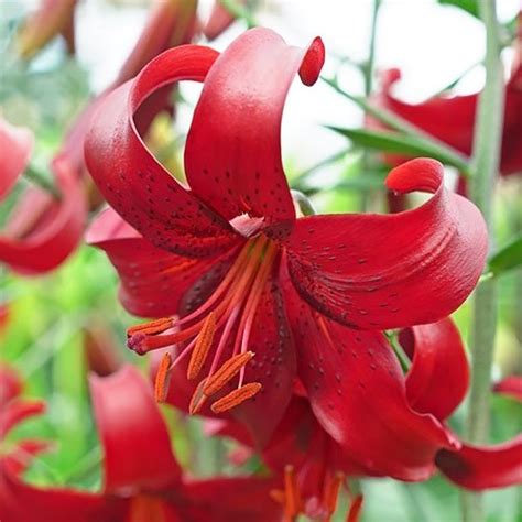 Лилия Red Velvet (Ред Велвет)🌷 - купить луковицы и клубни в Украине ...