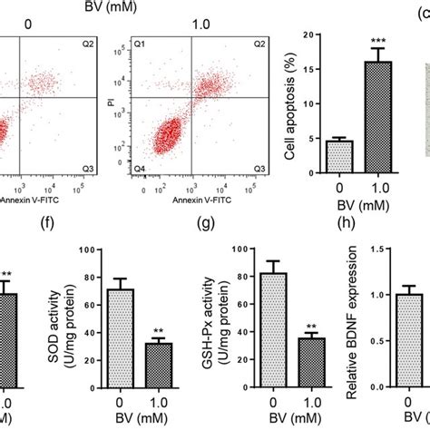 Snhg12 Is Lowly Expressed In An In Vitro Model Of Bv Induced