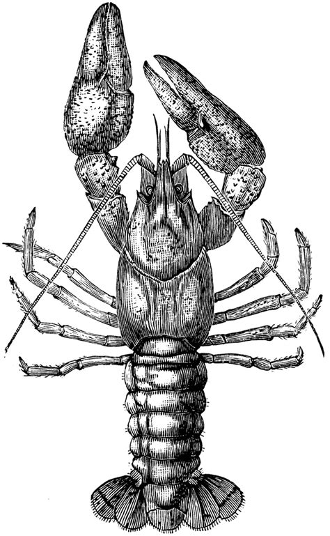 The Arthropod The Freshwater Crayfish Clip Art Vintage Sea Creatures Drawing Crayfish