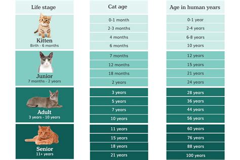 Cat Years To Human Years Calculator