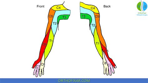 Dermatome Distribution For Upper And Lower Limbs 2025