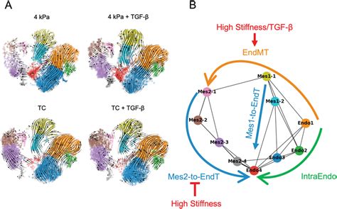 Trajectory Inference Revealed Complex Circulatory Dynamics A Rna