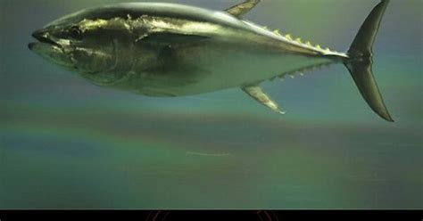 If Some Fish Are Warm Blooded It Is A Safe Bet That Some Dinosaurs Were