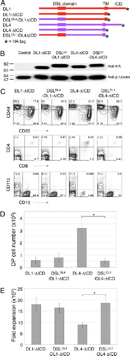 Generation Of DL DSL DL DICD Constructs And T Cell Development A Download Scientific
