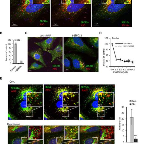 copii aso co localization does not require de novo copii assembly at download scientific