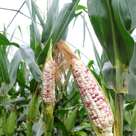 彩甜糯001玉米种籽春季夏季紫白色大棒甜粘糯苞谷苞米棒子种子孑虎窝淘