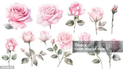 수채화 핑크 장미 꽃과 잎 부케 클립 아트 컬렉션은 흰색 배경 벡터 일러스트레이션 세트에 격리되어 있습니다 장미에 대한 스톡 벡터 아트 및 기타 이미지 Istock