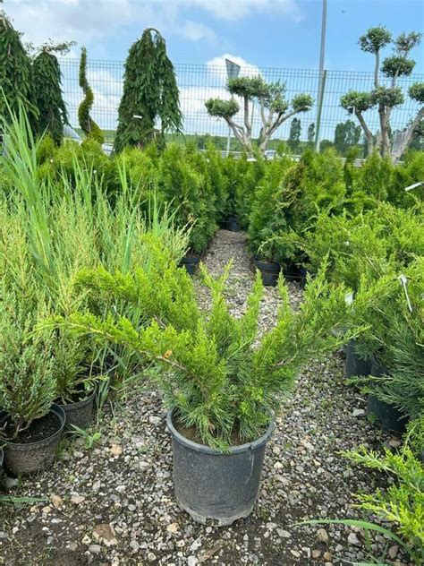 Можжевельник средний Минт Джулеп - купить саженцы в Краснодаре | КДР ...