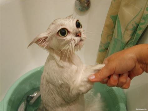 The 26 Funniest Wet Cats Pictures Of All Time The 26 Funniest Wet Cats Pictures Of All Time