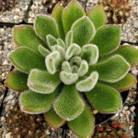 Tipos De Suculentas Identifique E Aprenda A Cultivar Artofit