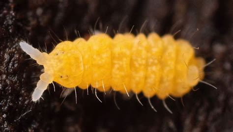 موجود زرد کوچک زیر کنده درخت؛ عکاسی ماکرو از یک پادُمان بهاری عکس