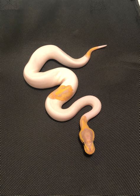 Banana Pied Ball Python By Jl Cresties Morphmarket