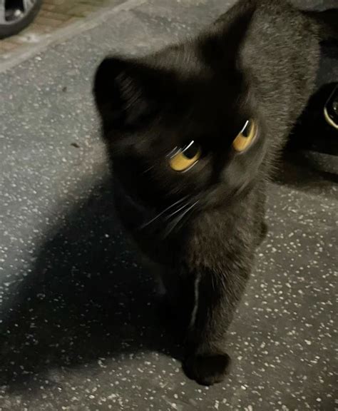 Aesthetic Black Cat Pfp