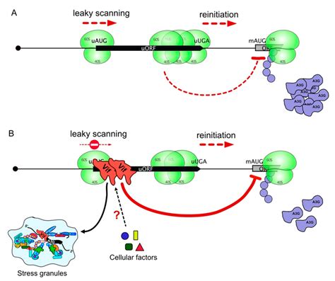 Simplified Model Of A3g Mrna Uorf Mediated Translational Control A Download Scientific
