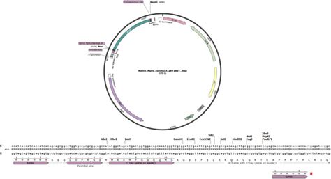 Plasmid Vector Multiple Cloning Sequence